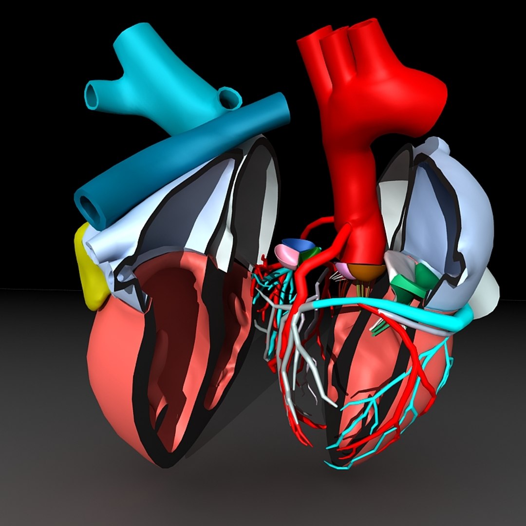 3d Obj Human Heart Anatomy