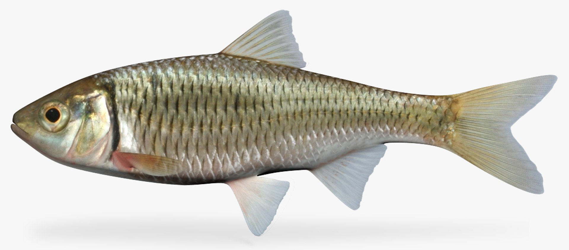 X Luxilus Chrysocephalus Striped Shiner