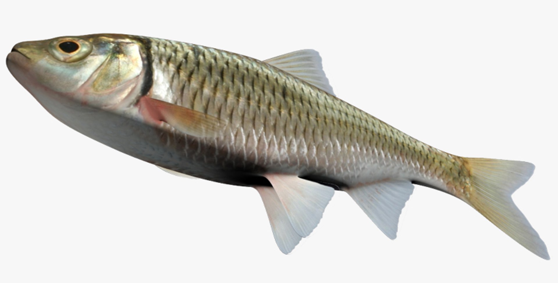 X Luxilus Chrysocephalus Striped Shiner