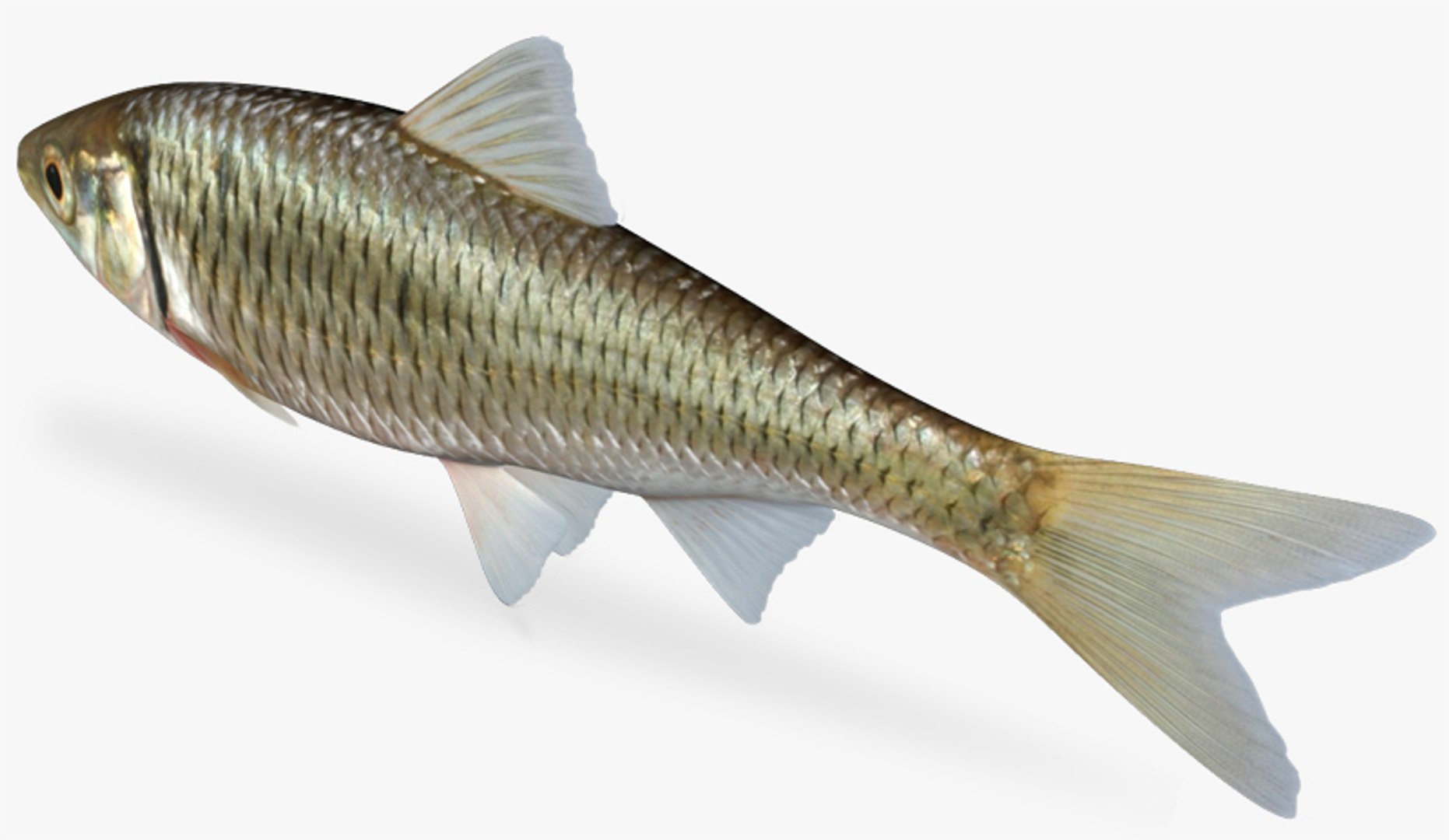 X Luxilus Chrysocephalus Striped Shiner