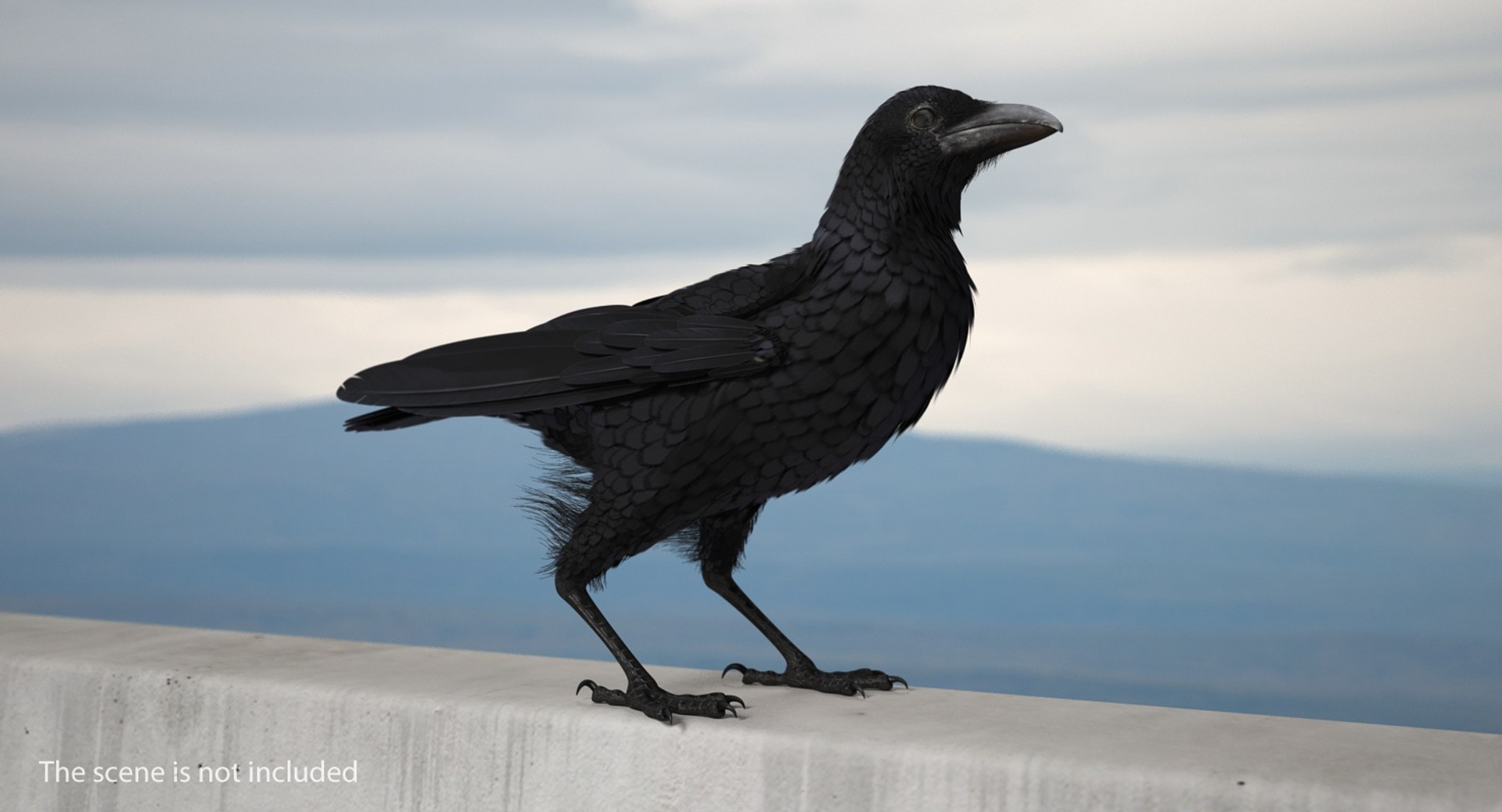 Raven corvus standing pose 3D - TurboSquid 1302164