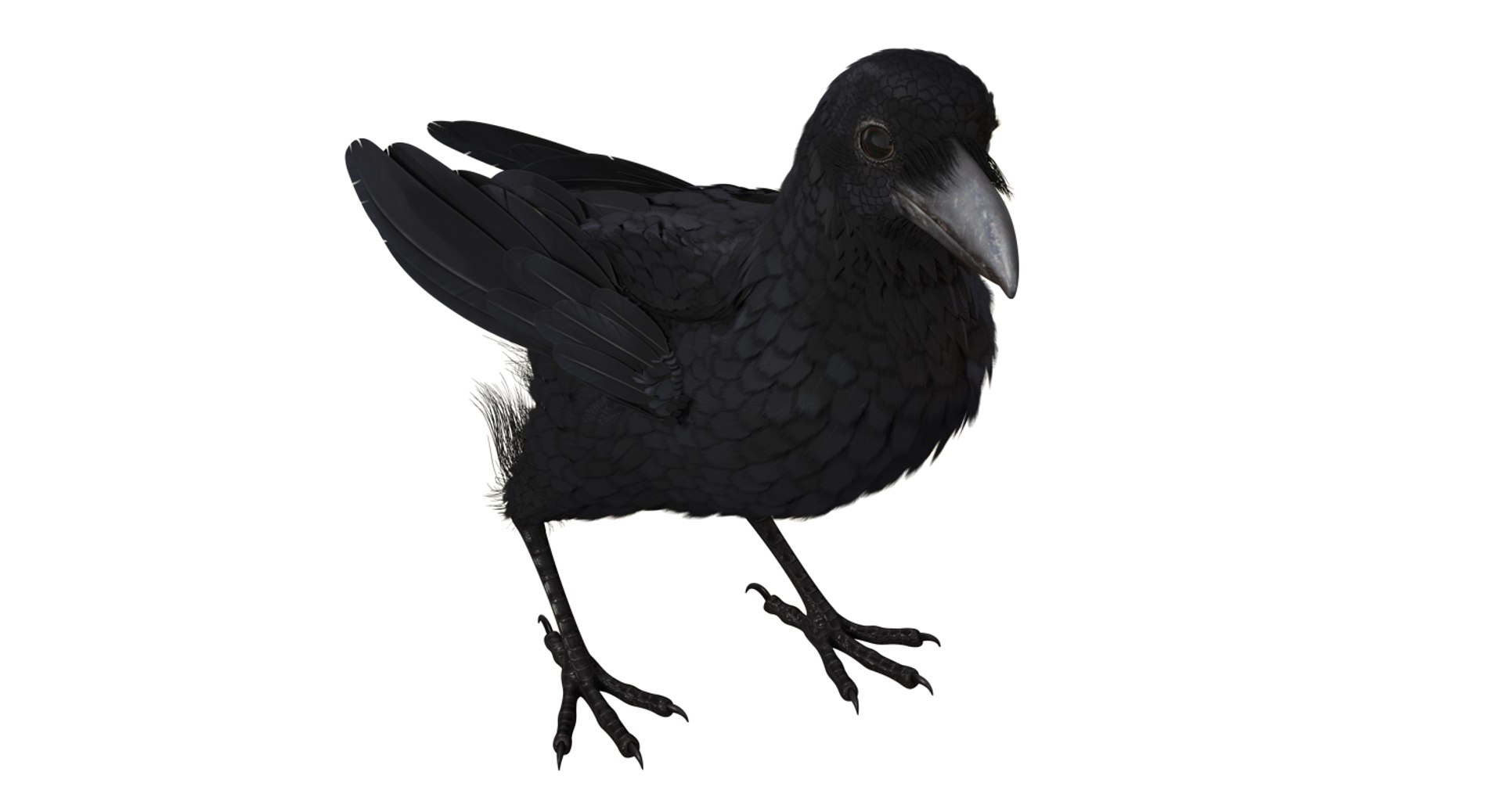 Raven corvus standing pose 3D - TurboSquid 1302164