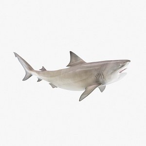 Download Free & Premium Bull Shark 3D Models | TurboSquid