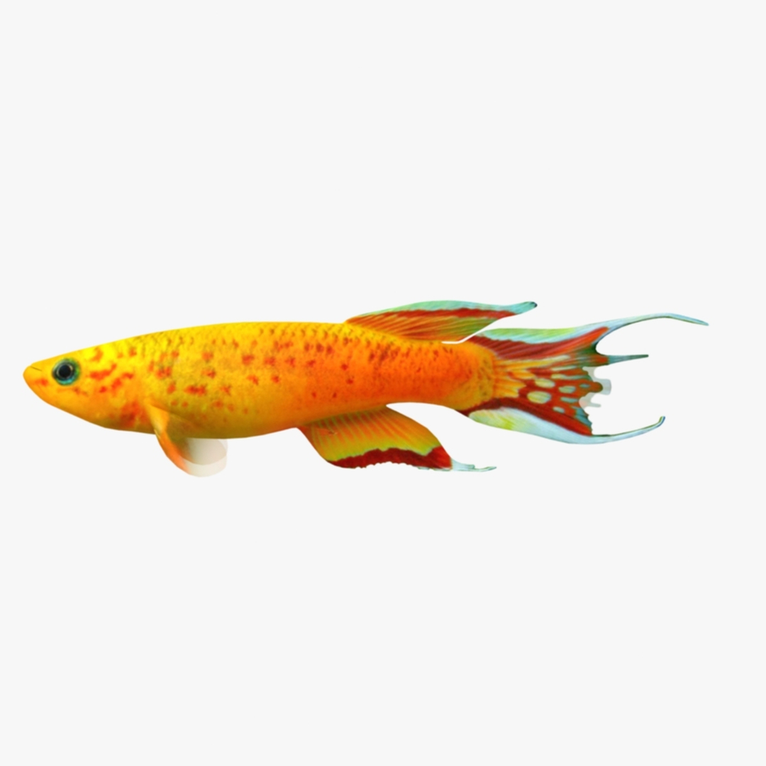 Killifish Fish Obj