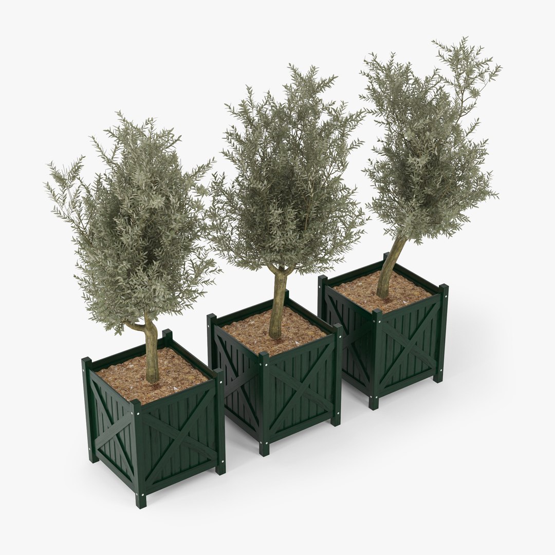 Box Olive Tree 3D Model - TurboSquid 1282743