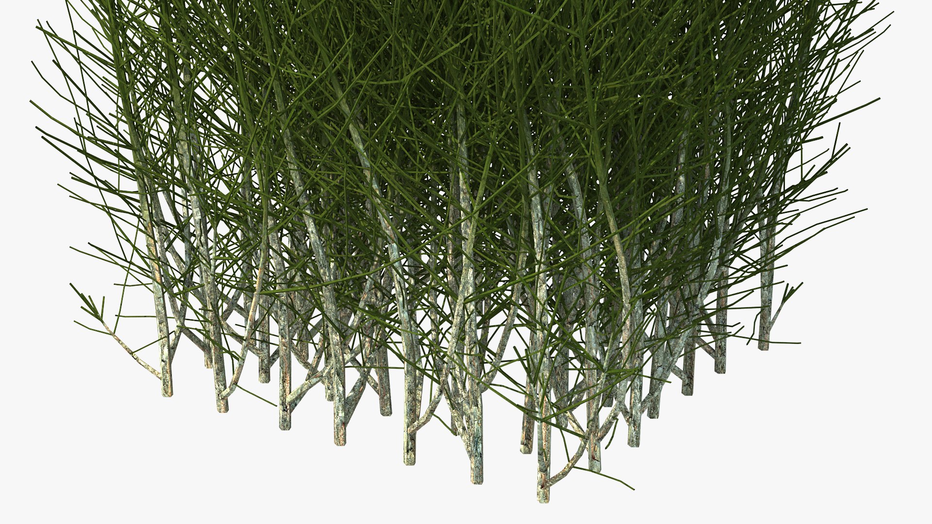 Square Bush 3D Model - TurboSquid 1575159