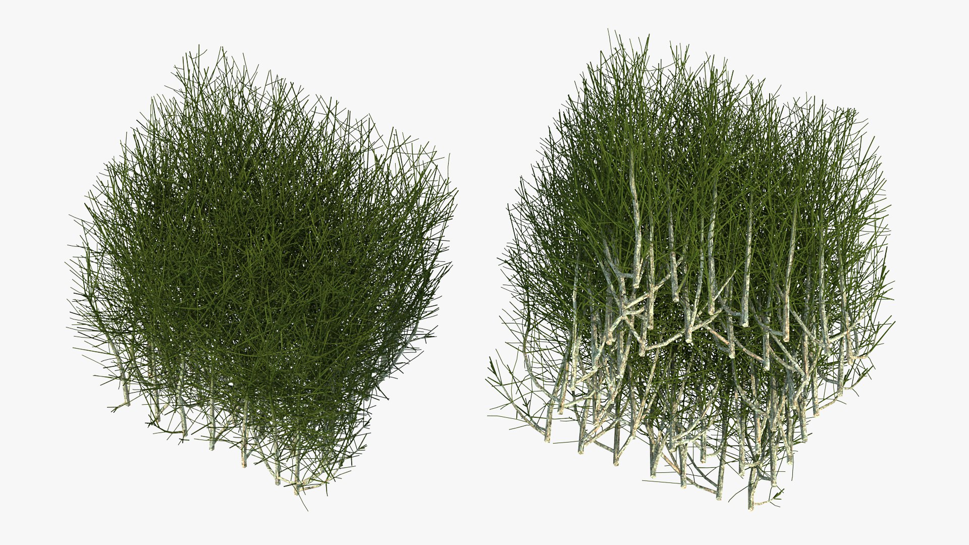 Square Bush 3D Model - TurboSquid 1575159