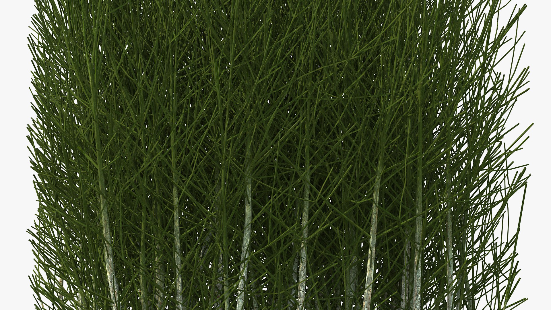 Square Bush 3D Model - TurboSquid 1575159