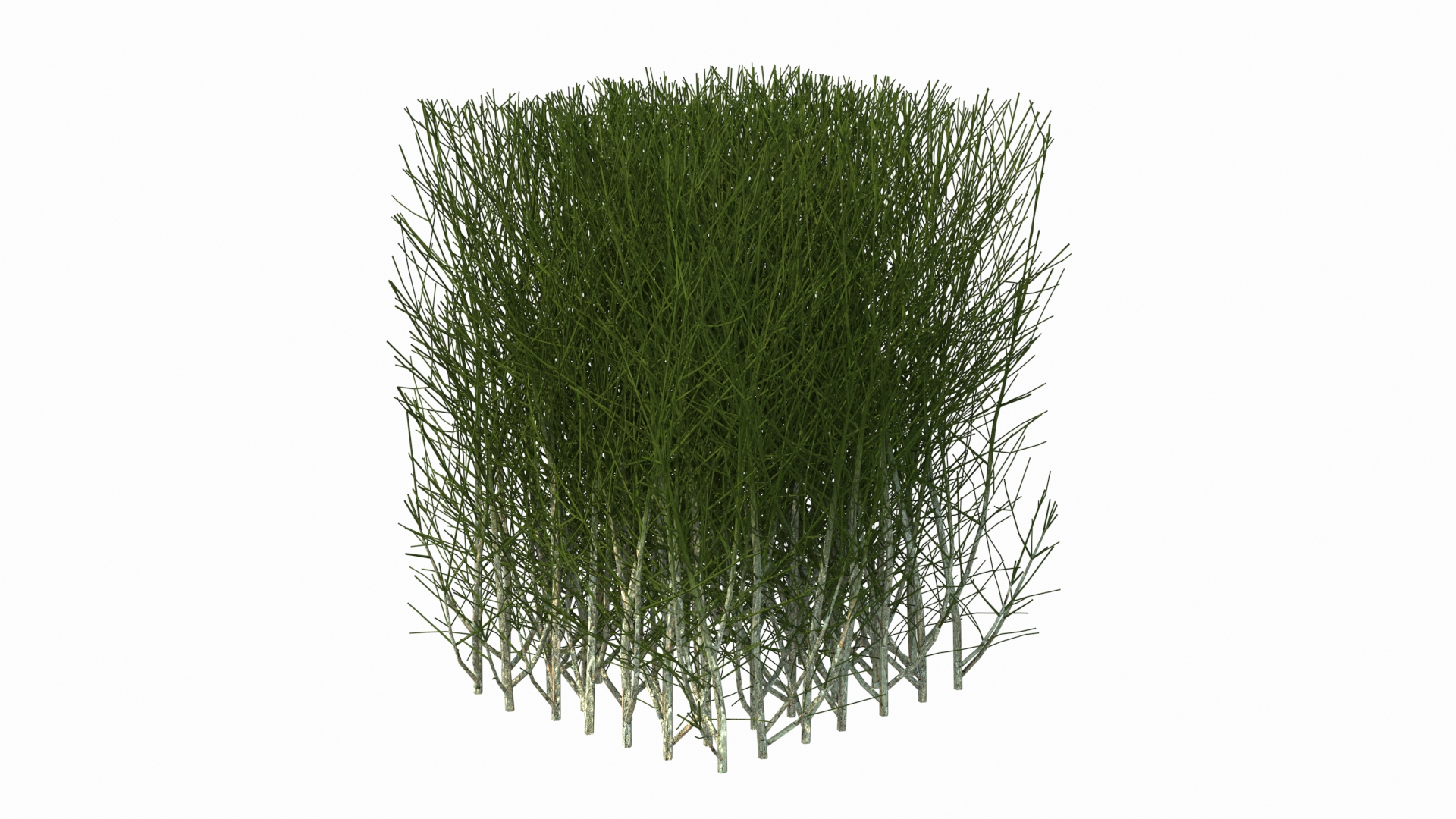 Square Bush 3D Model - TurboSquid 1575159