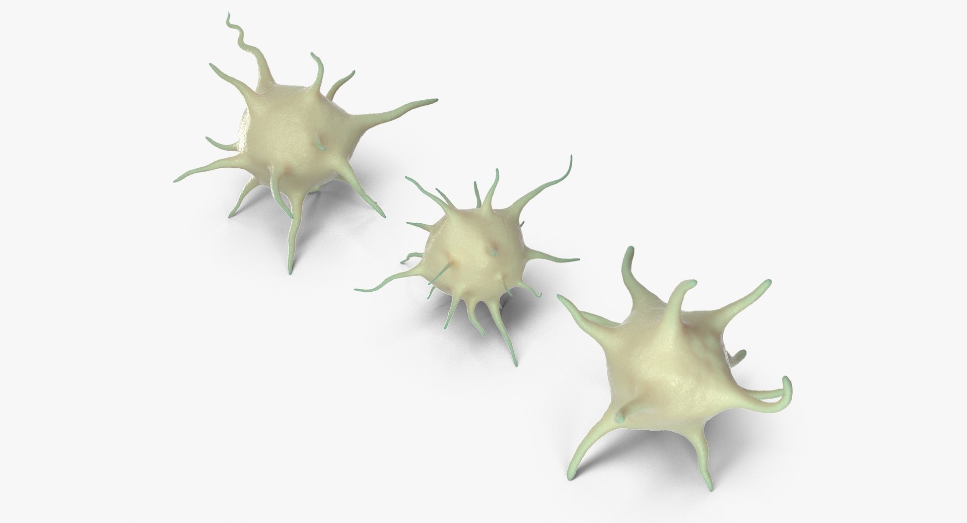 3D Platelet Thrombocyte Model - TurboSquid 1396251