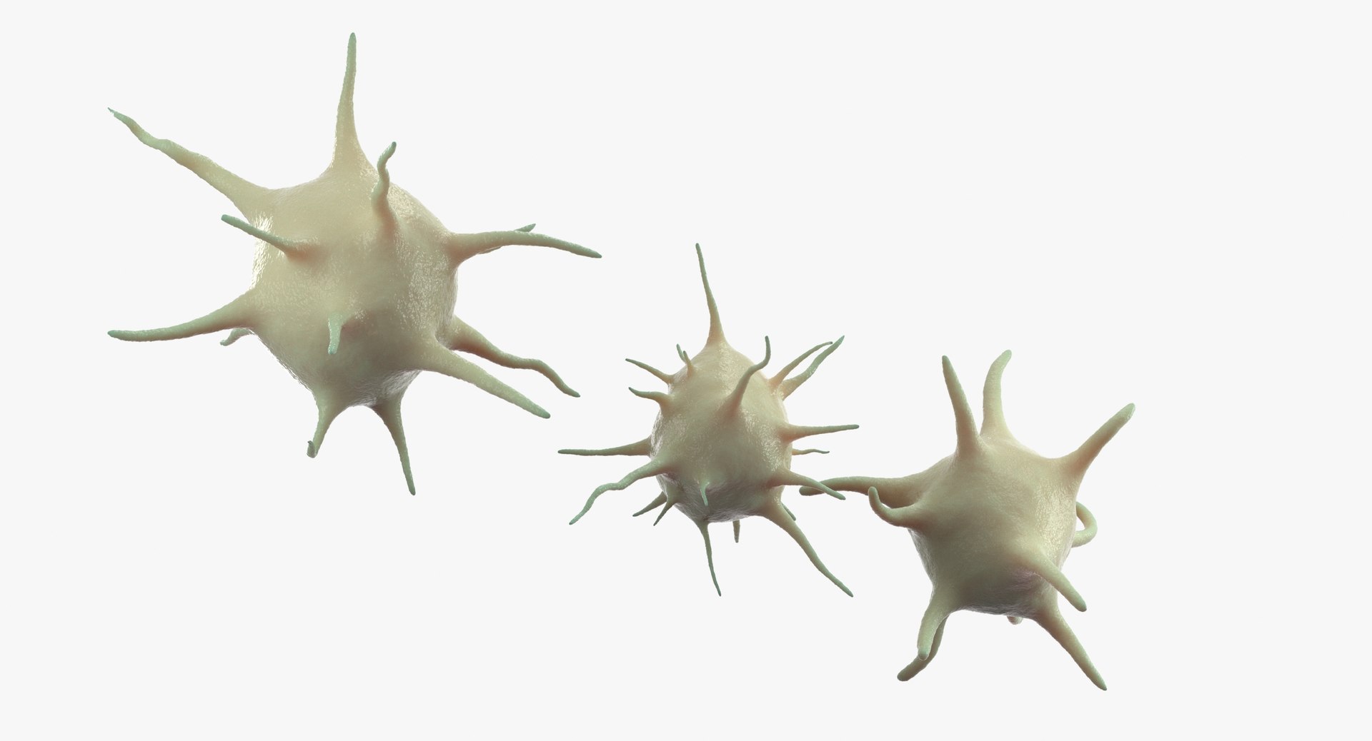 3D platelet thrombocyte model - TurboSquid 1396251