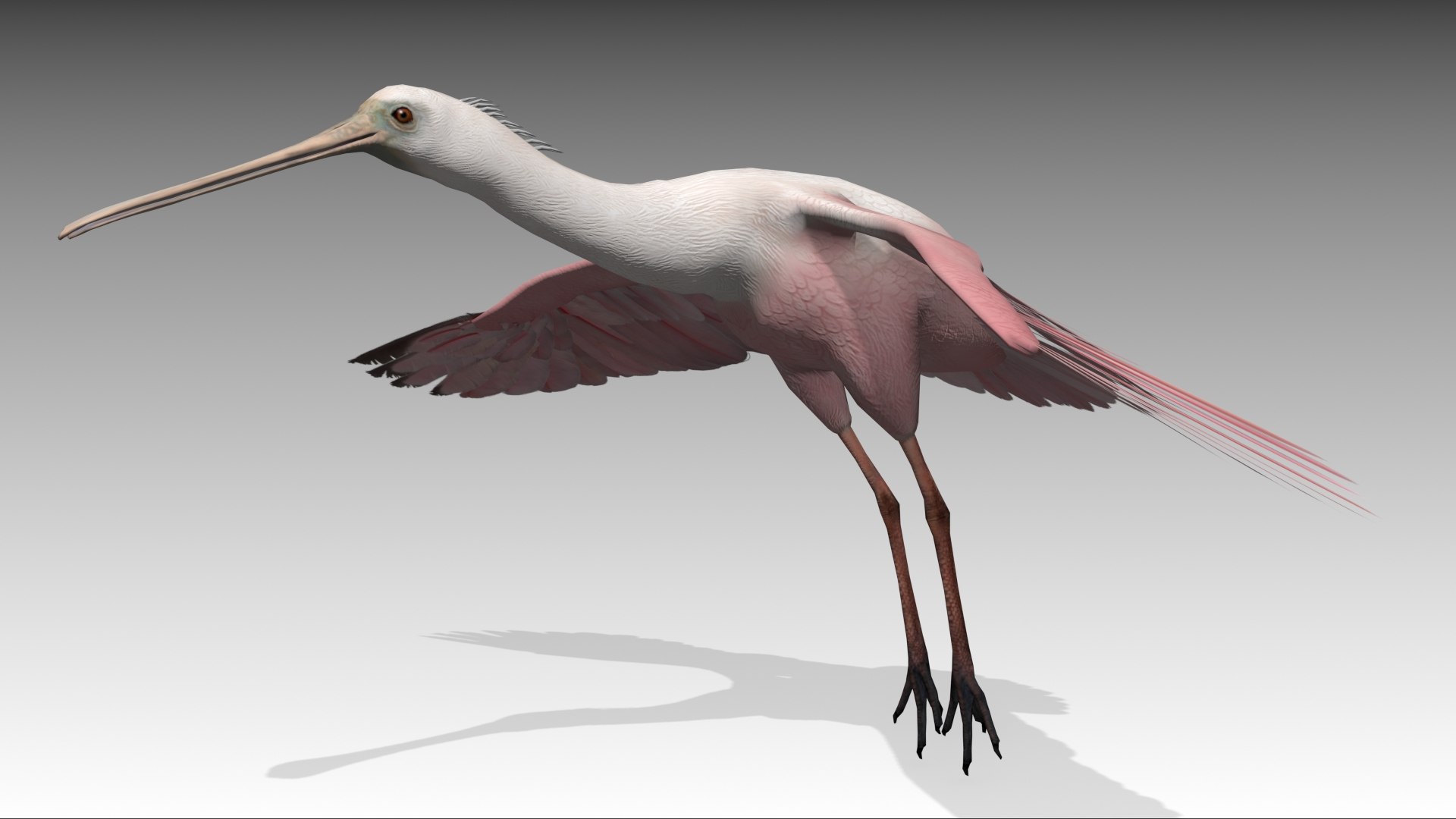 Roseate Spoonbill 3D Model - TurboSquid 1981153