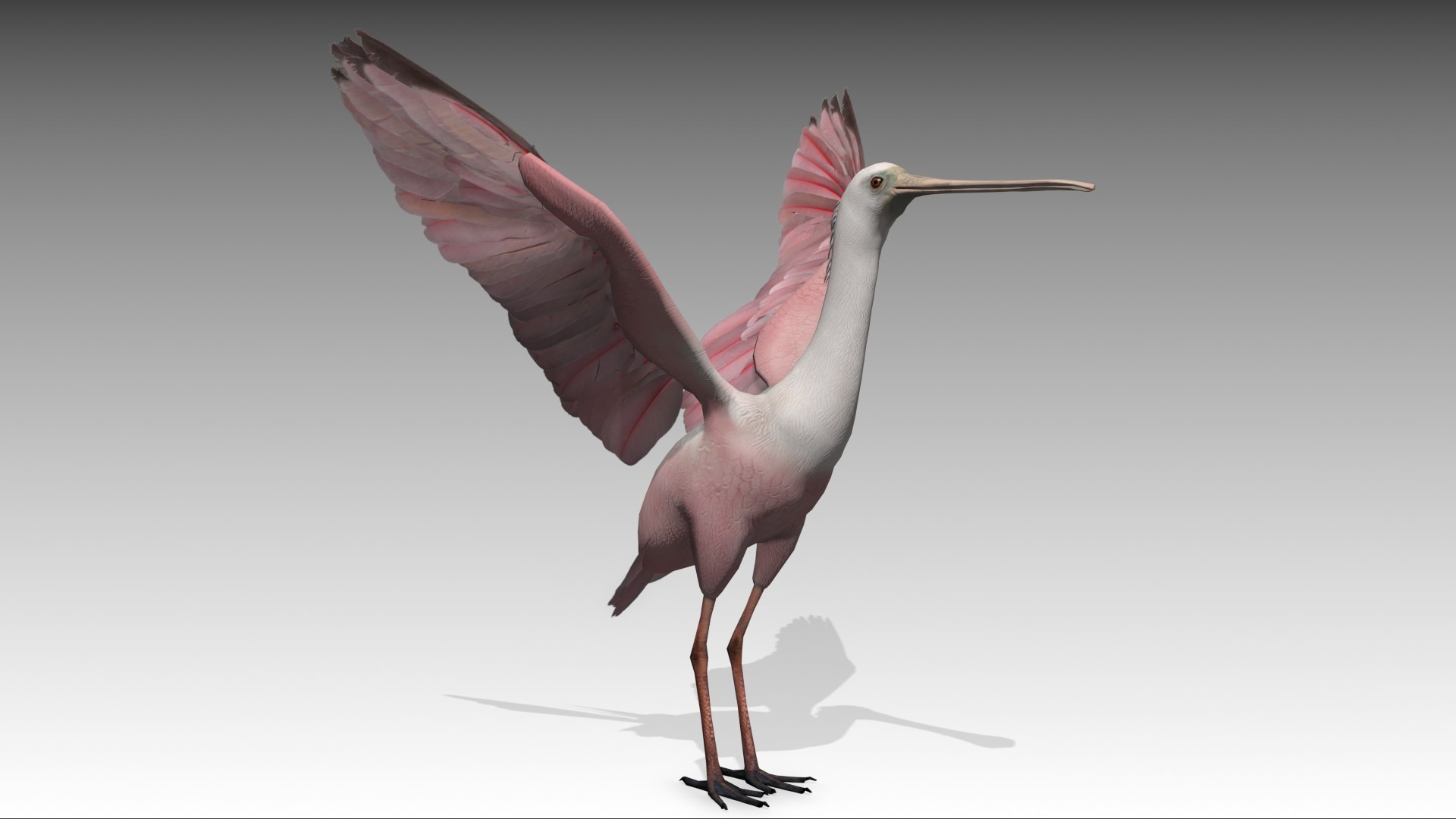 Roseate Spoonbill 3D Model - TurboSquid 1981153