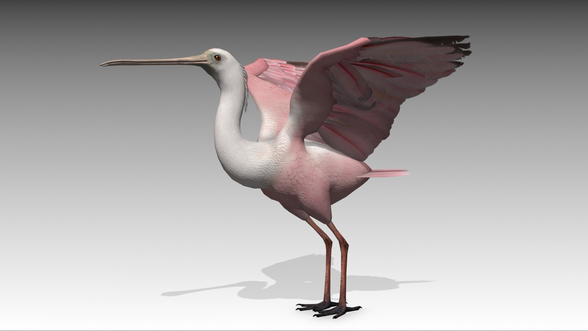 Roseate Spoonbill 3D Model - TurboSquid 1981153