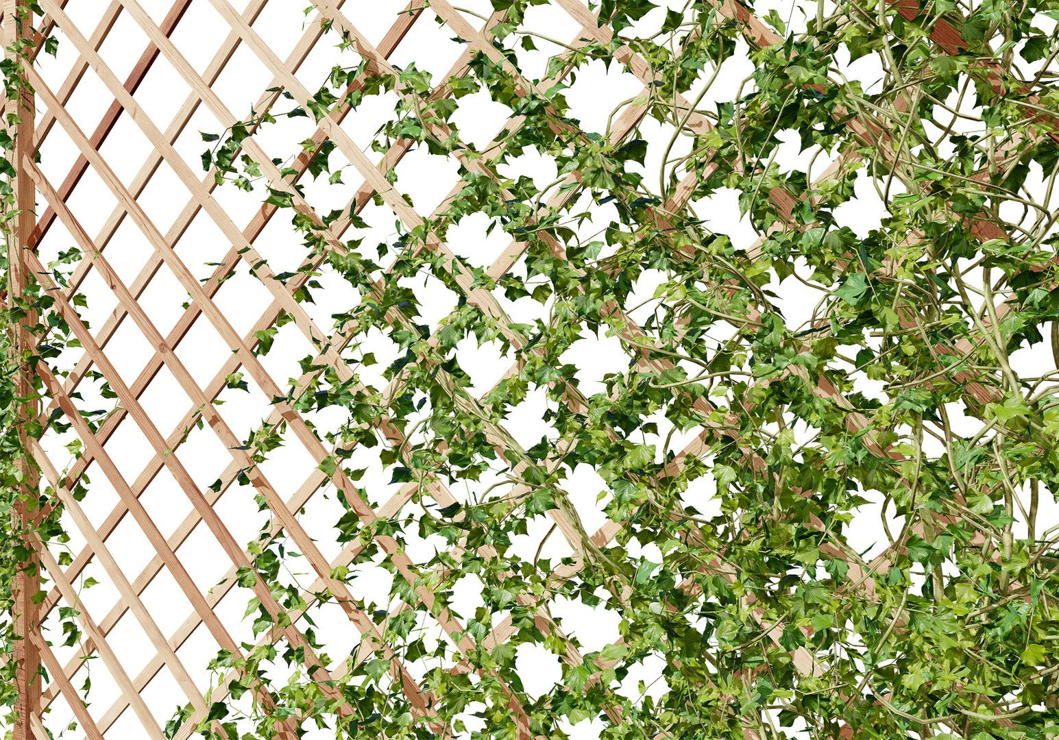 Low Poly 3d Model Of Ivy Climber On Wood Mesh Wall 3D - TurboSquid 2153550