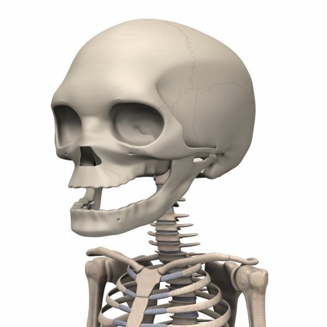 Fetus Skeleton 3d Max