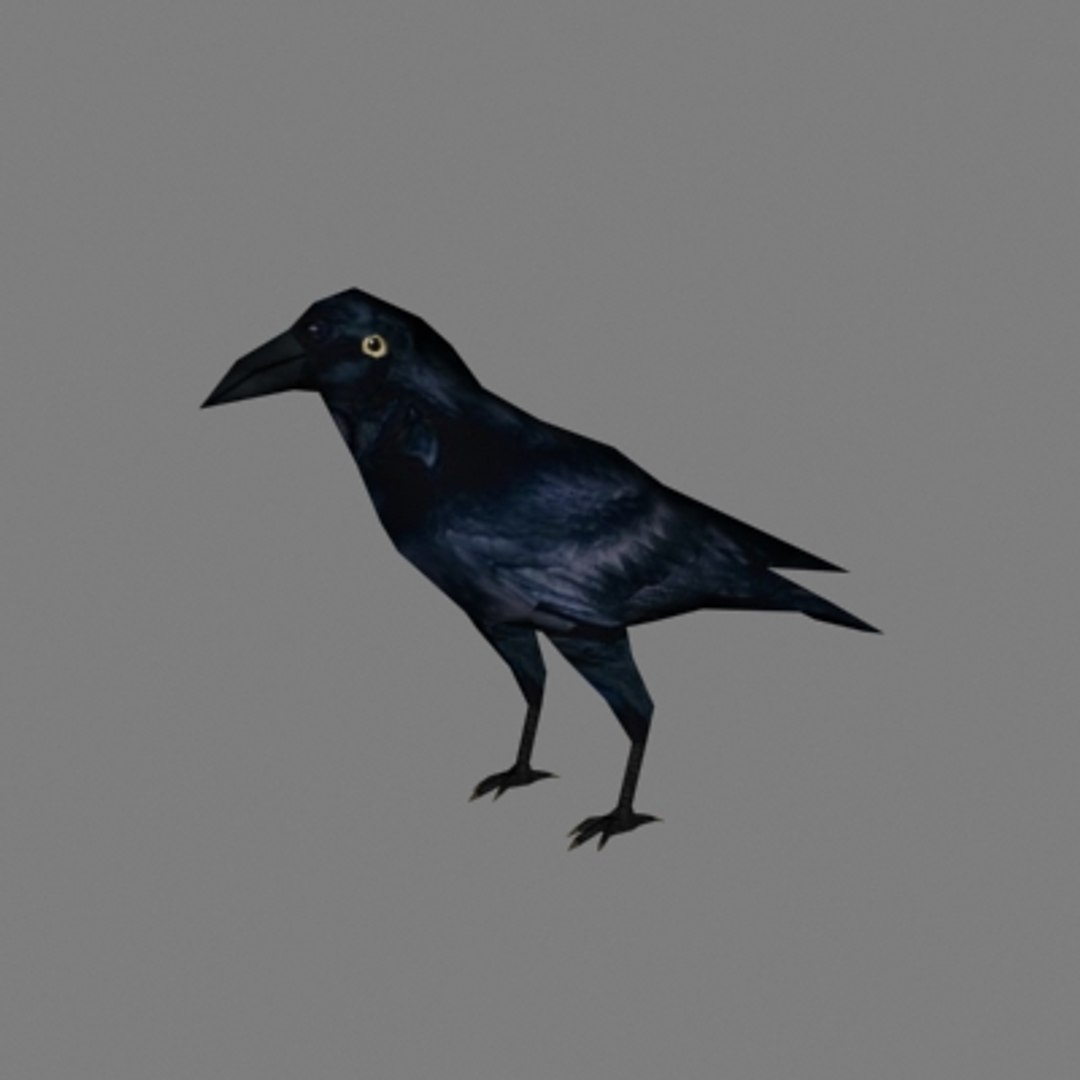 3d Crow Bird