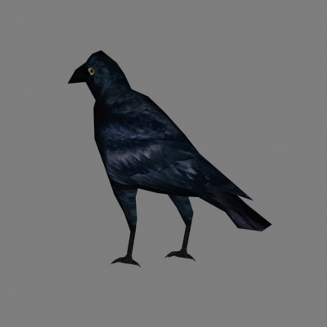 3d Crow Bird