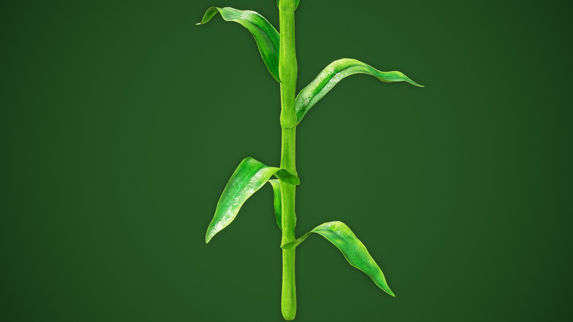 Corn Stalk 3D - TurboSquid 1581392