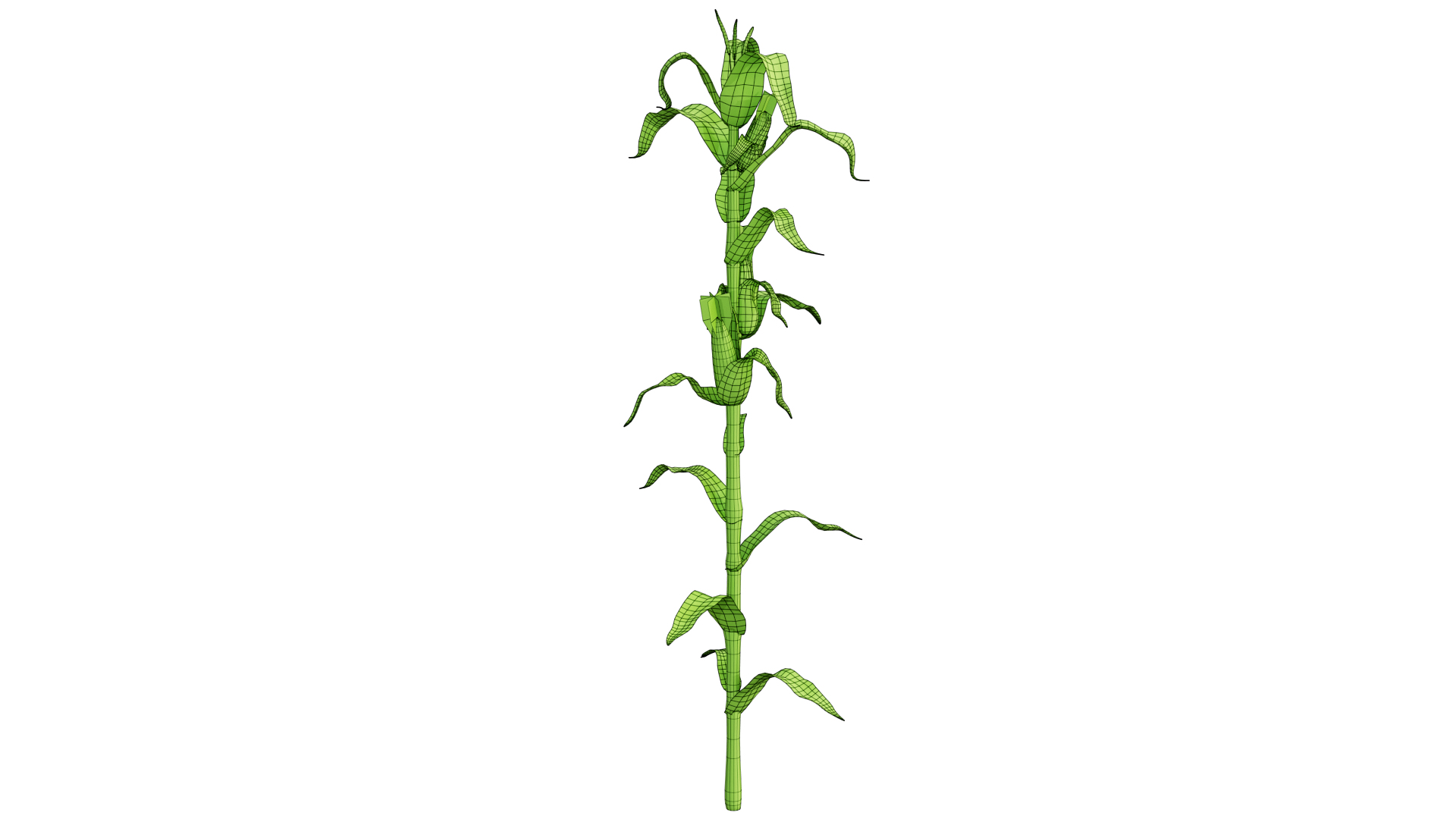 Corn Stalk 3D - TurboSquid 1581392