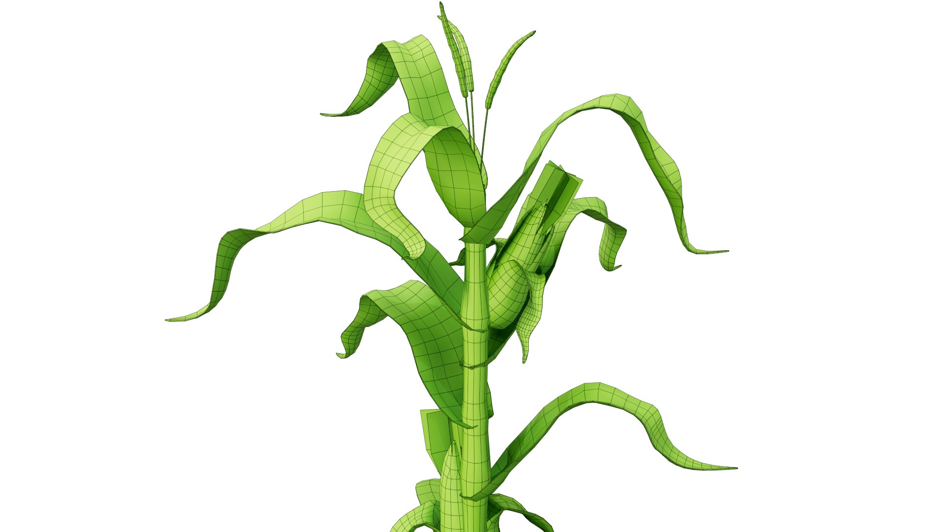 Corn Stalk 3D - TurboSquid 1581392