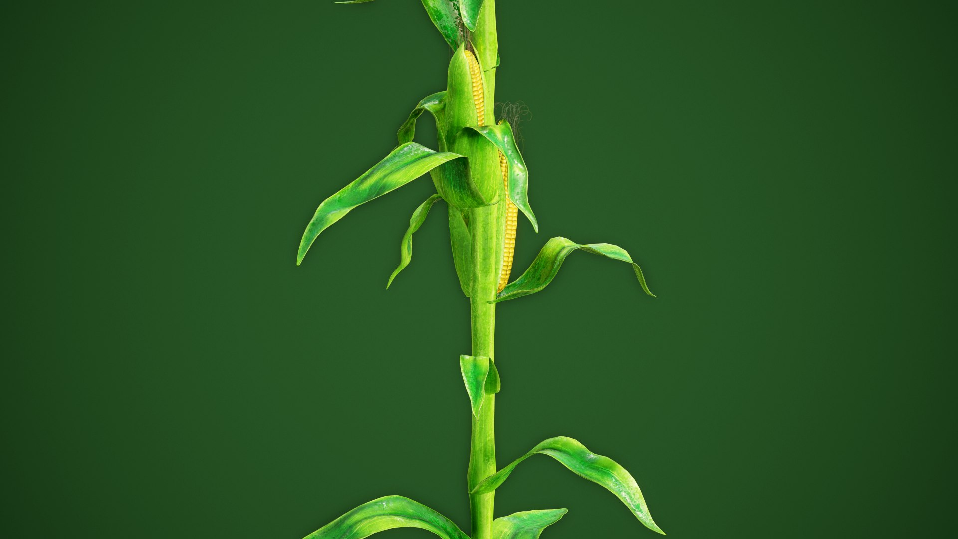 Corn Stalk 3D - TurboSquid 1581392
