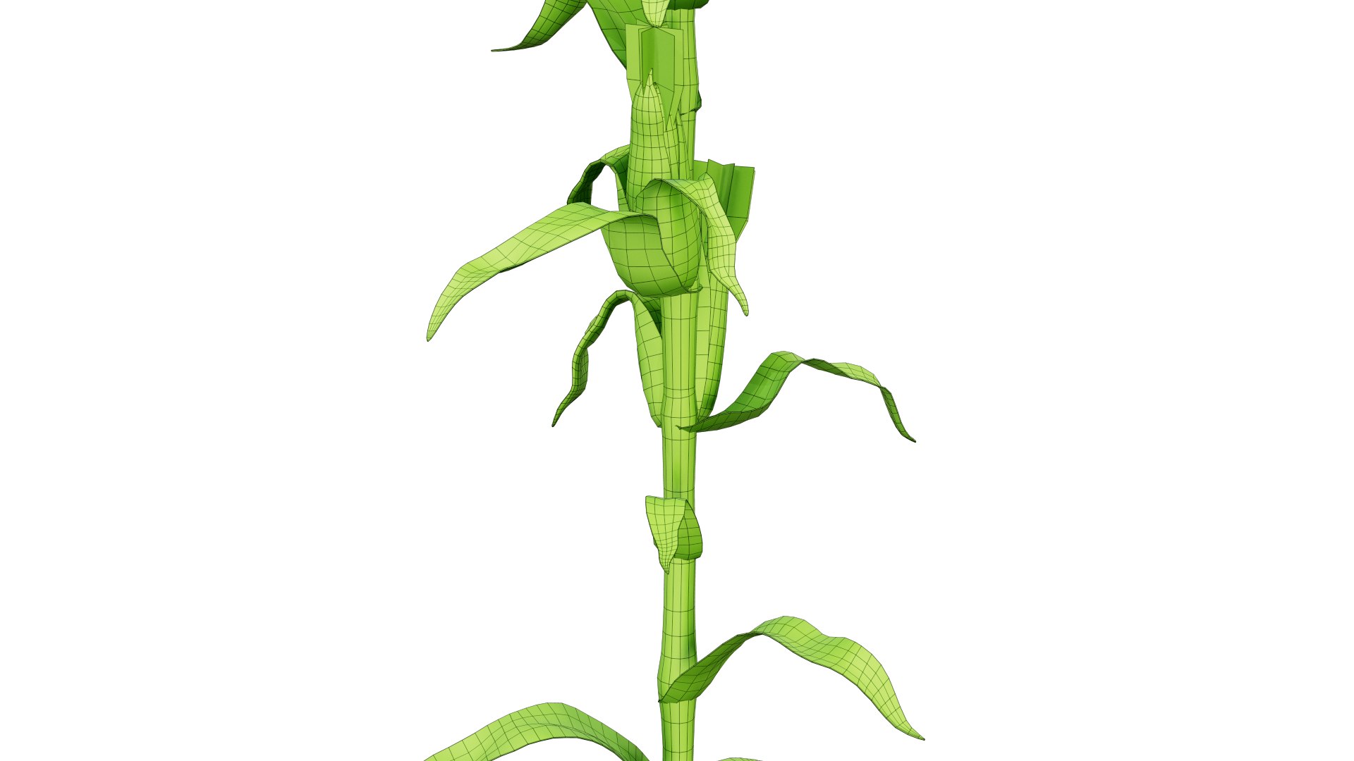 Corn Stalk 3D - TurboSquid 1581392