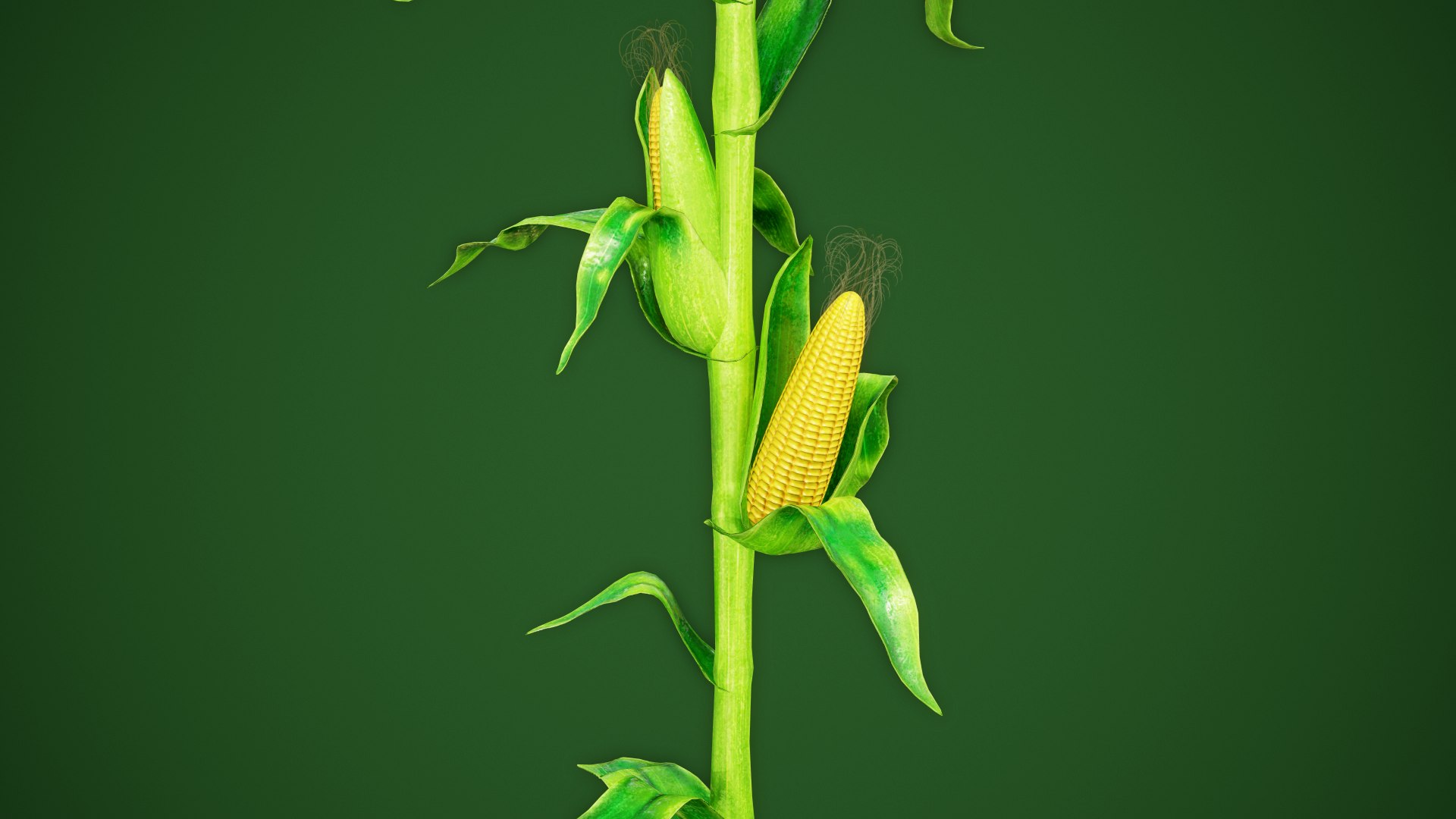 Corn Stalk 3D - TurboSquid 1581392