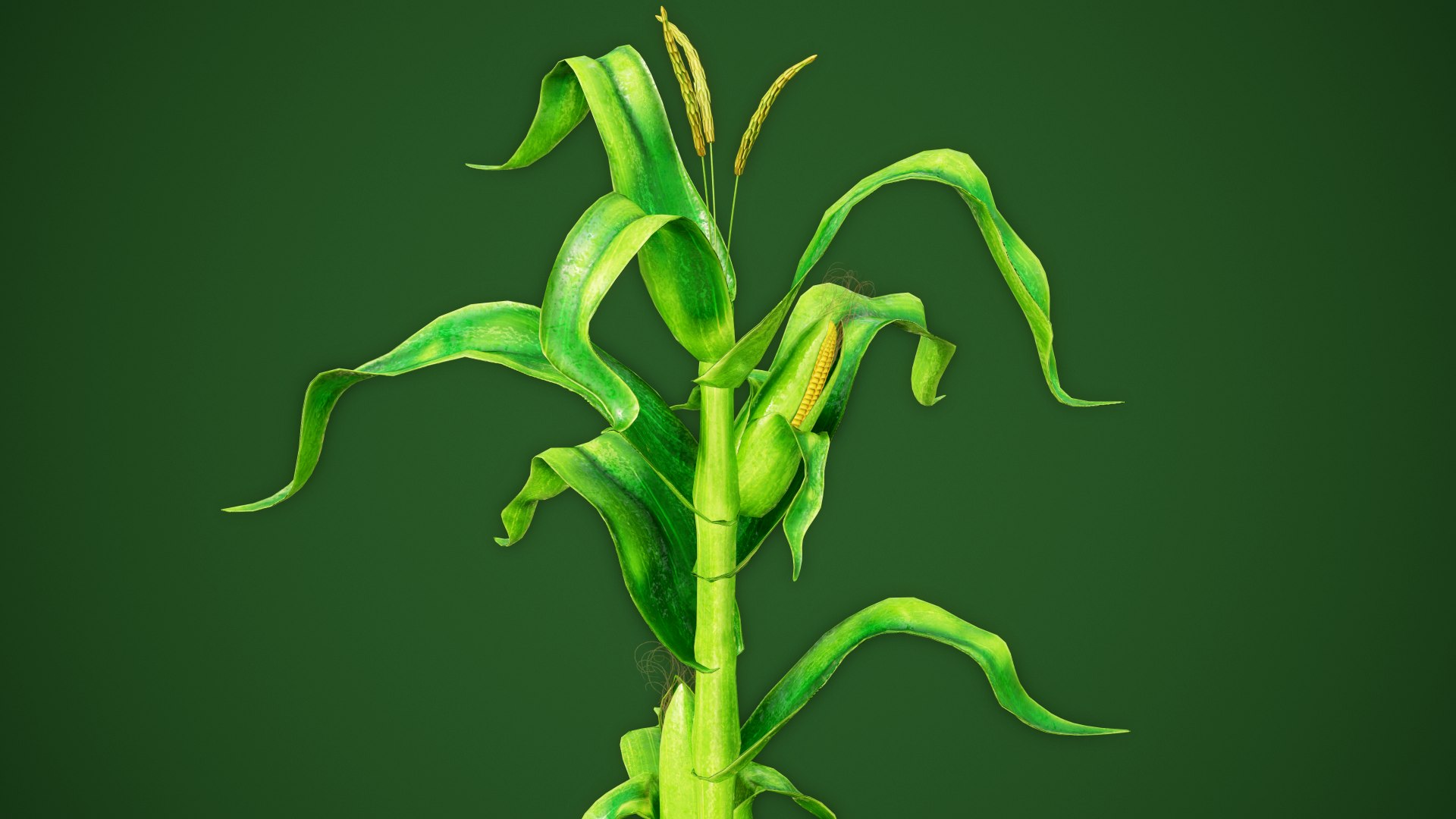 Corn Stalk 3D - TurboSquid 1581392