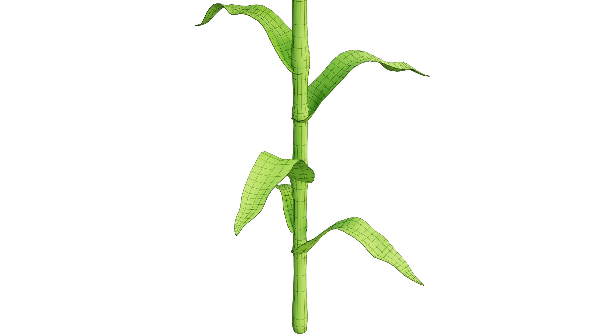 Corn Stalk 3D - TurboSquid 1581392