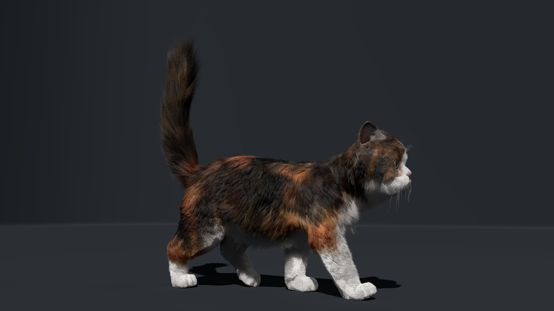 Cat Fur Animations 3D Model - TurboSquid 1492308