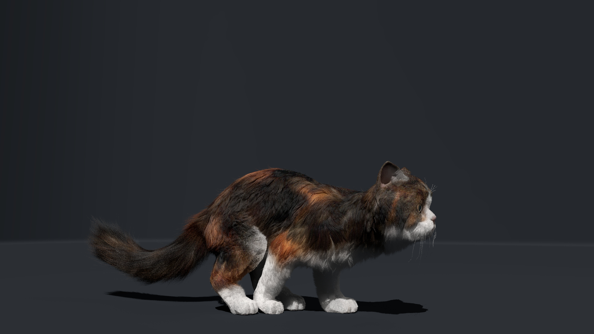 Cat fur animations 3D model - TurboSquid 1492308