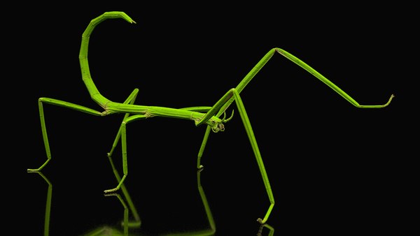 3D stick insect green rigged - TurboSquid 1520306