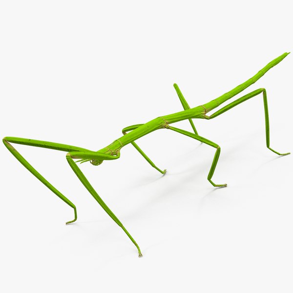 3D stick insect green rigged - TurboSquid 1520306