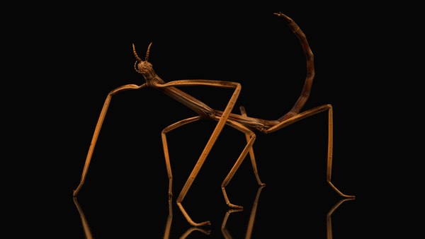 3D model stick insect brown rigged - TurboSquid 1520343