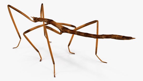 3D model stick insect brown rigged - TurboSquid 1520343