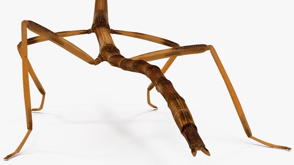 3D model stick insect brown rigged - TurboSquid 1520343