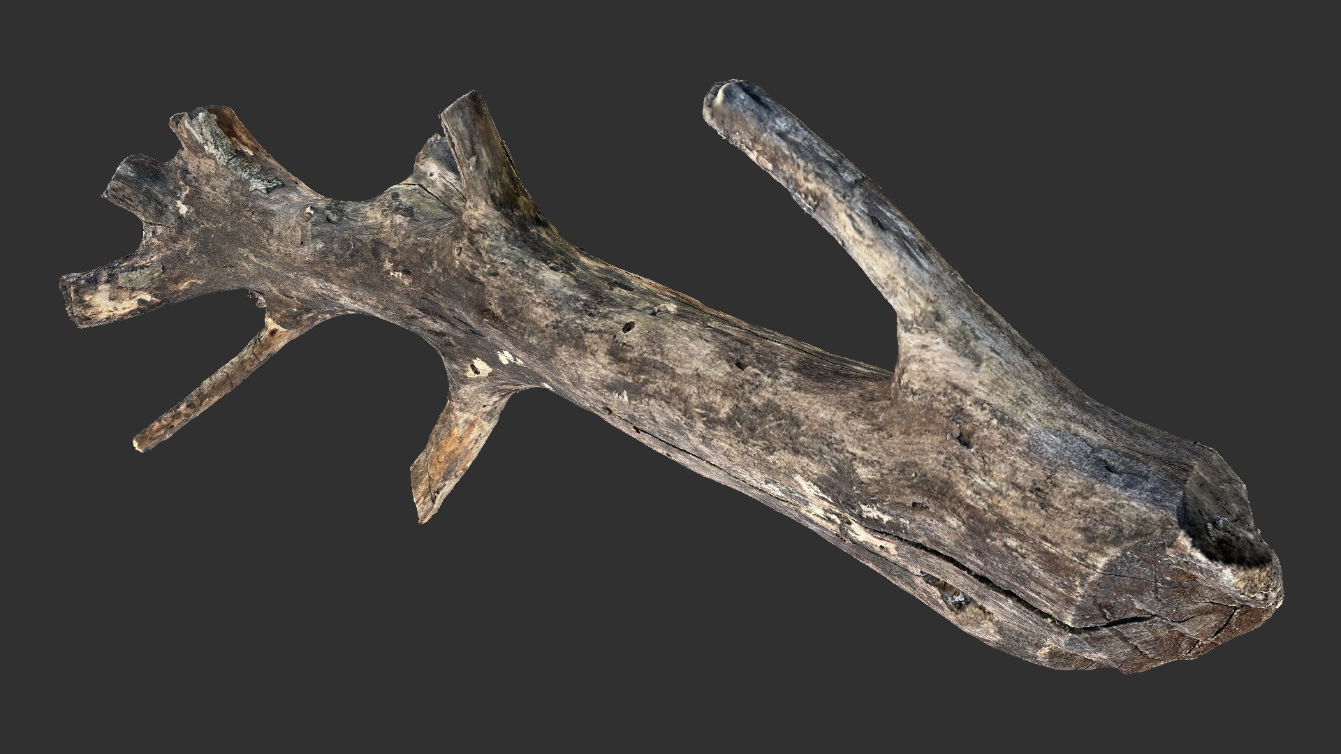Tree Trunk 3d Scan 3D Model - TurboSquid 2148195