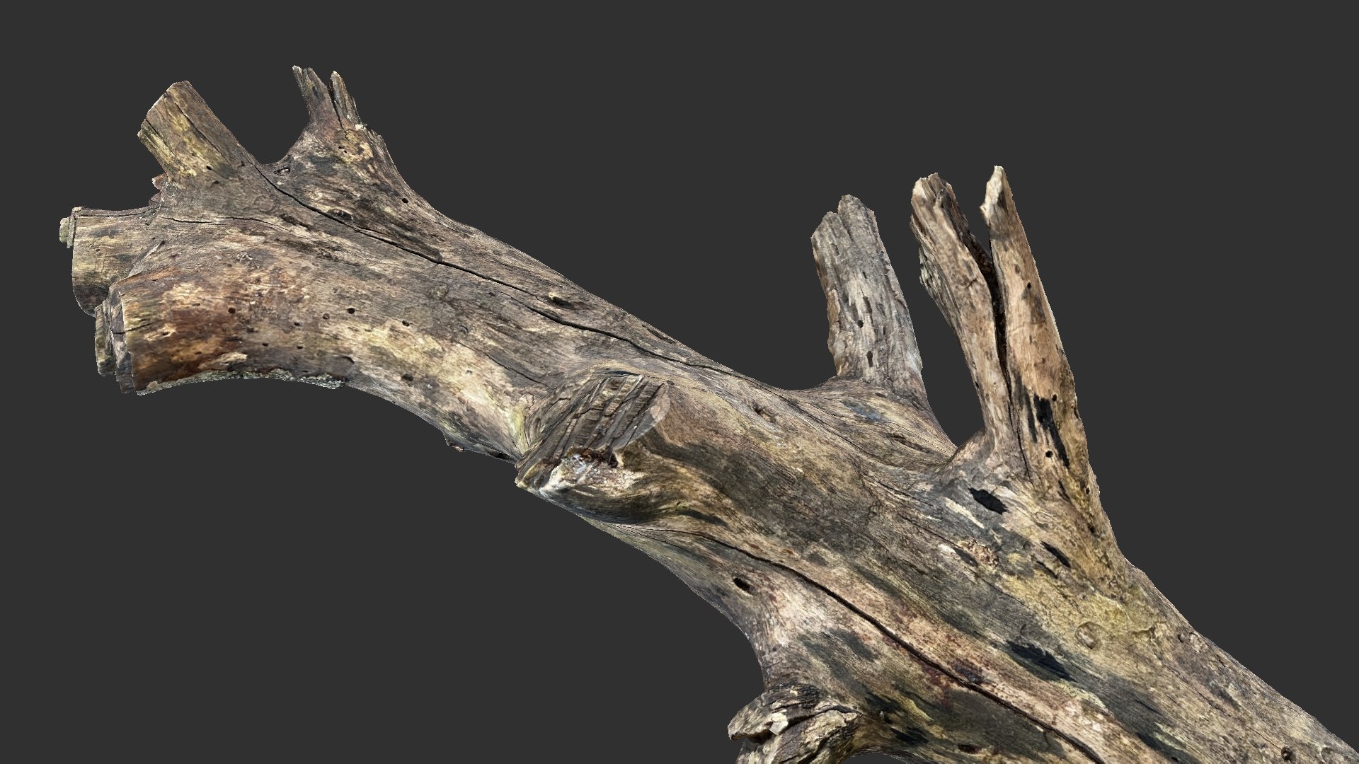 Tree Trunk 3d Scan 3D Model - TurboSquid 2148195