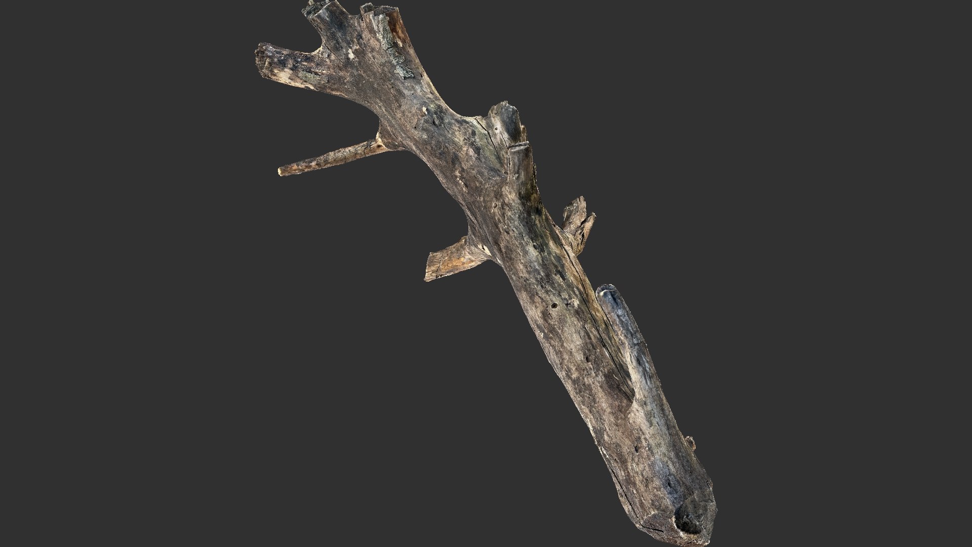 Tree Trunk 3d Scan 3D Model - TurboSquid 2148195