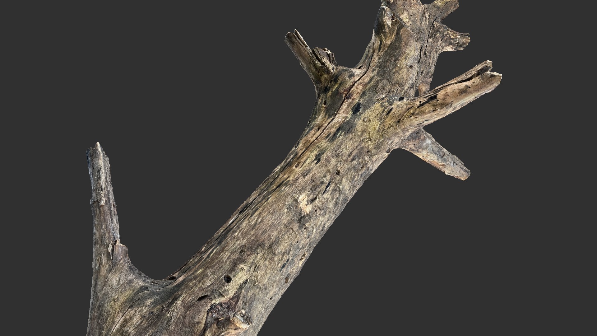 Tree Trunk 3d Scan 3D Model - TurboSquid 2148195