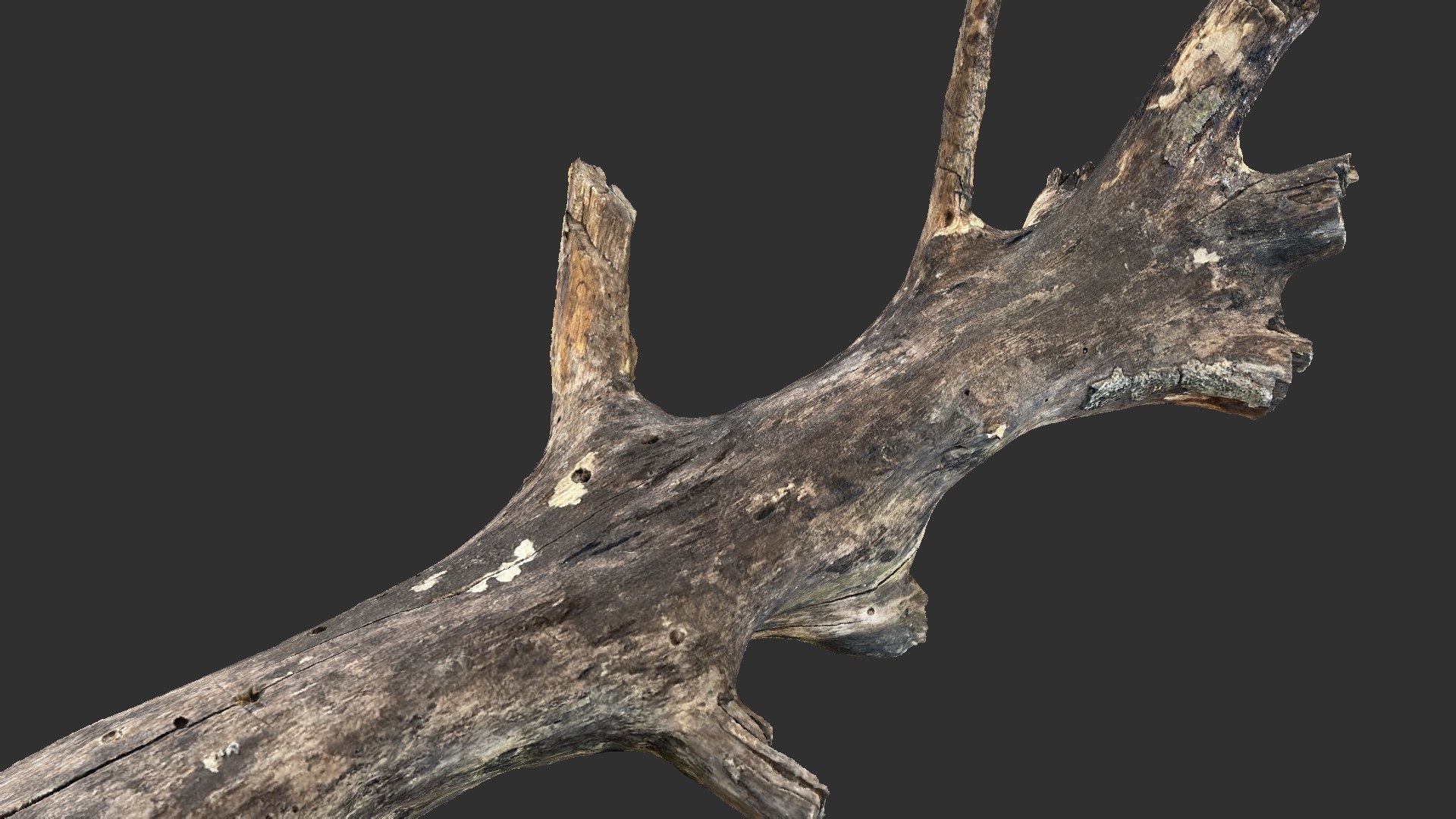 Tree Trunk 3d Scan 3D Model - TurboSquid 2148195