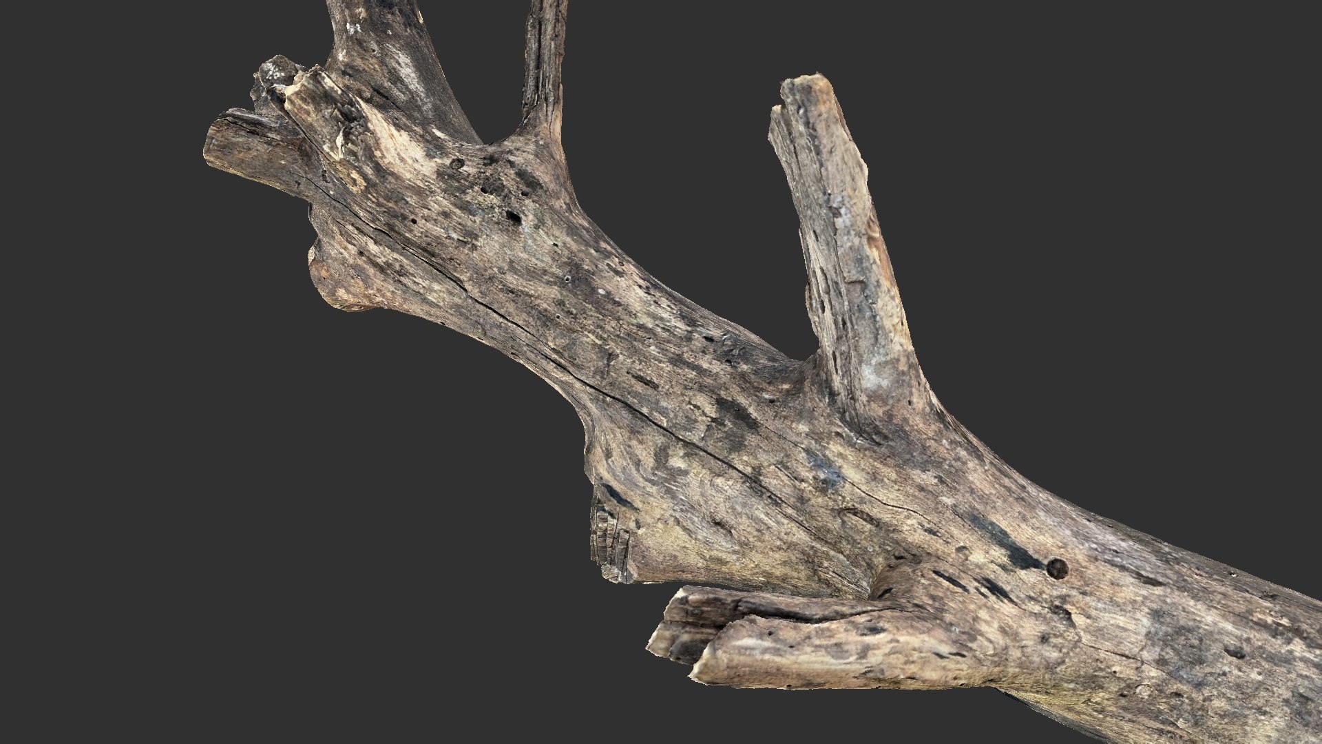 Tree Trunk 3d Scan 3D Model - TurboSquid 2148195