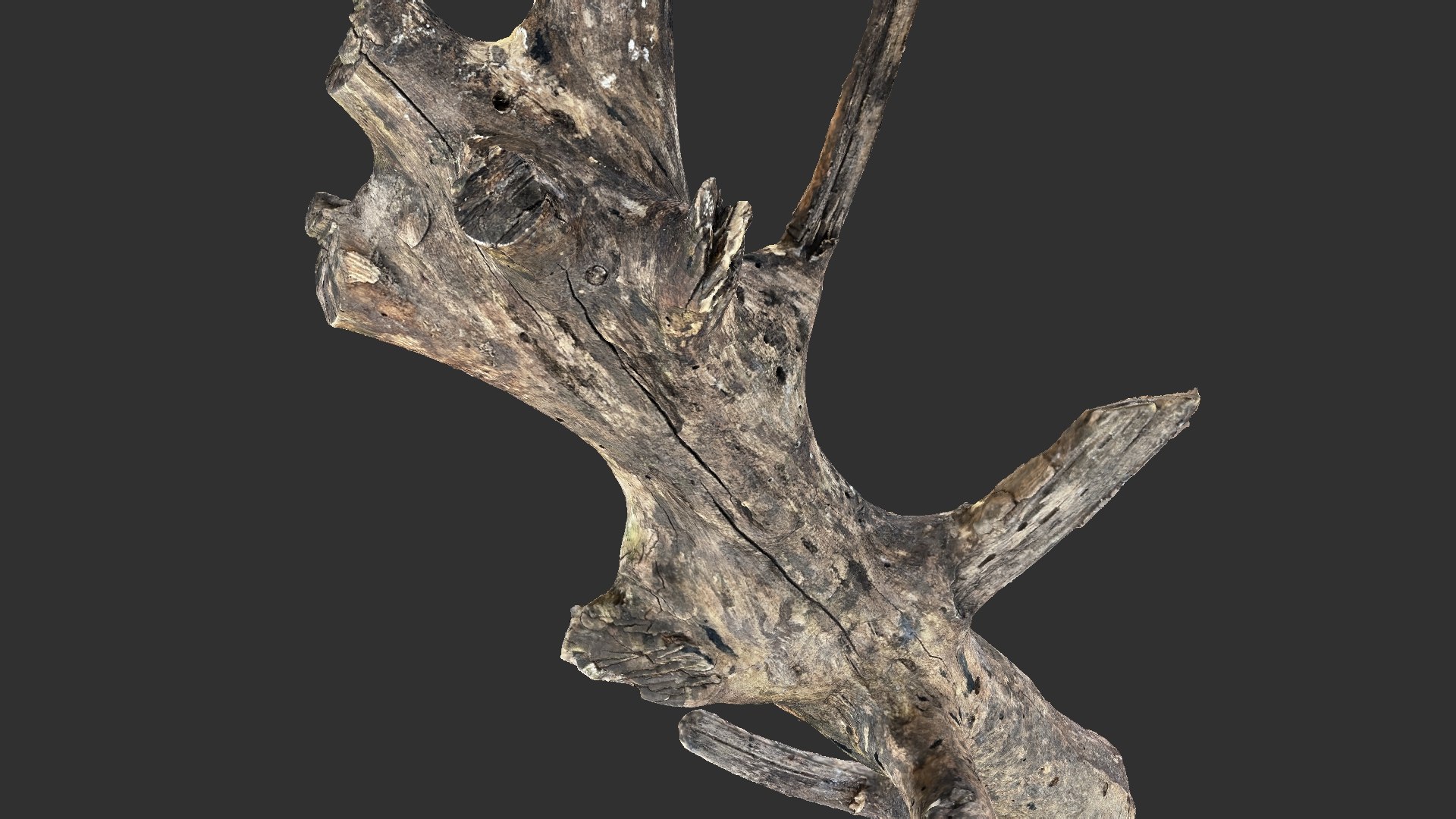 Tree Trunk 3d Scan 3D Model - TurboSquid 2148195