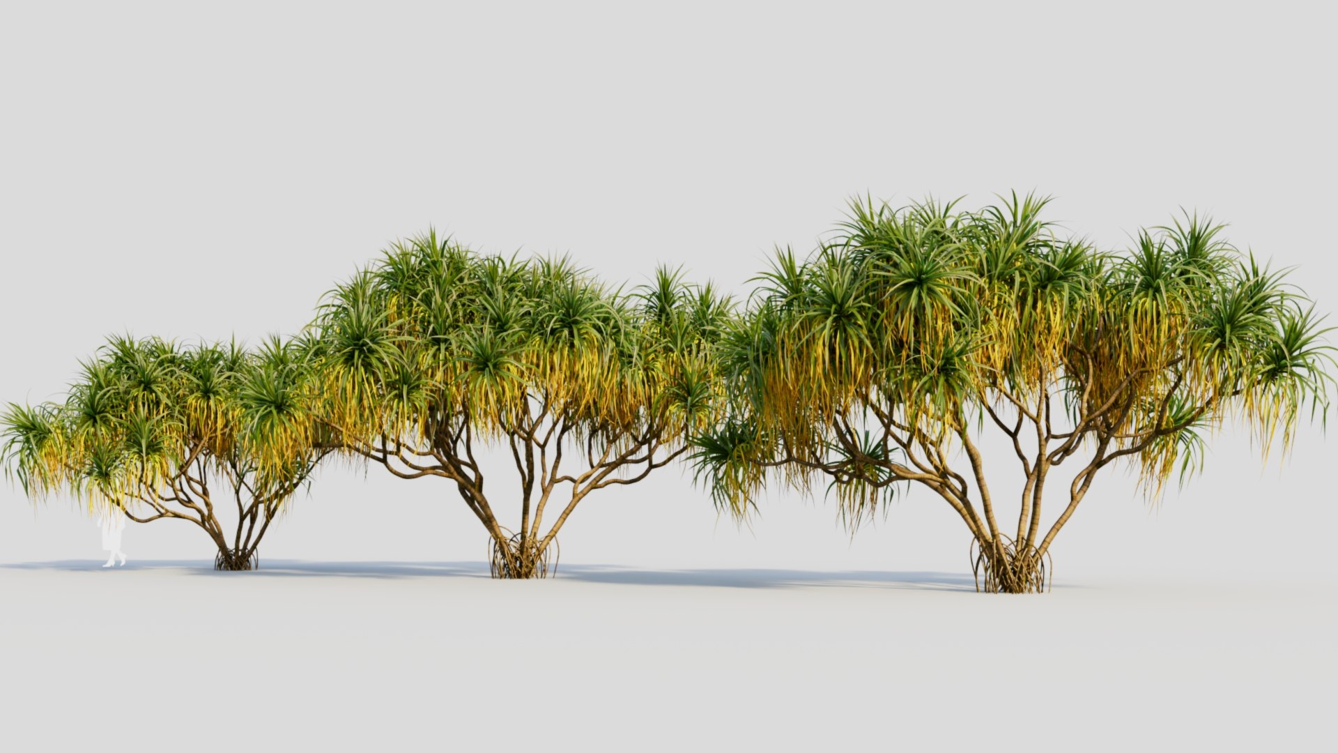 Pandanus Tectorius C 3D - TurboSquid 2219263