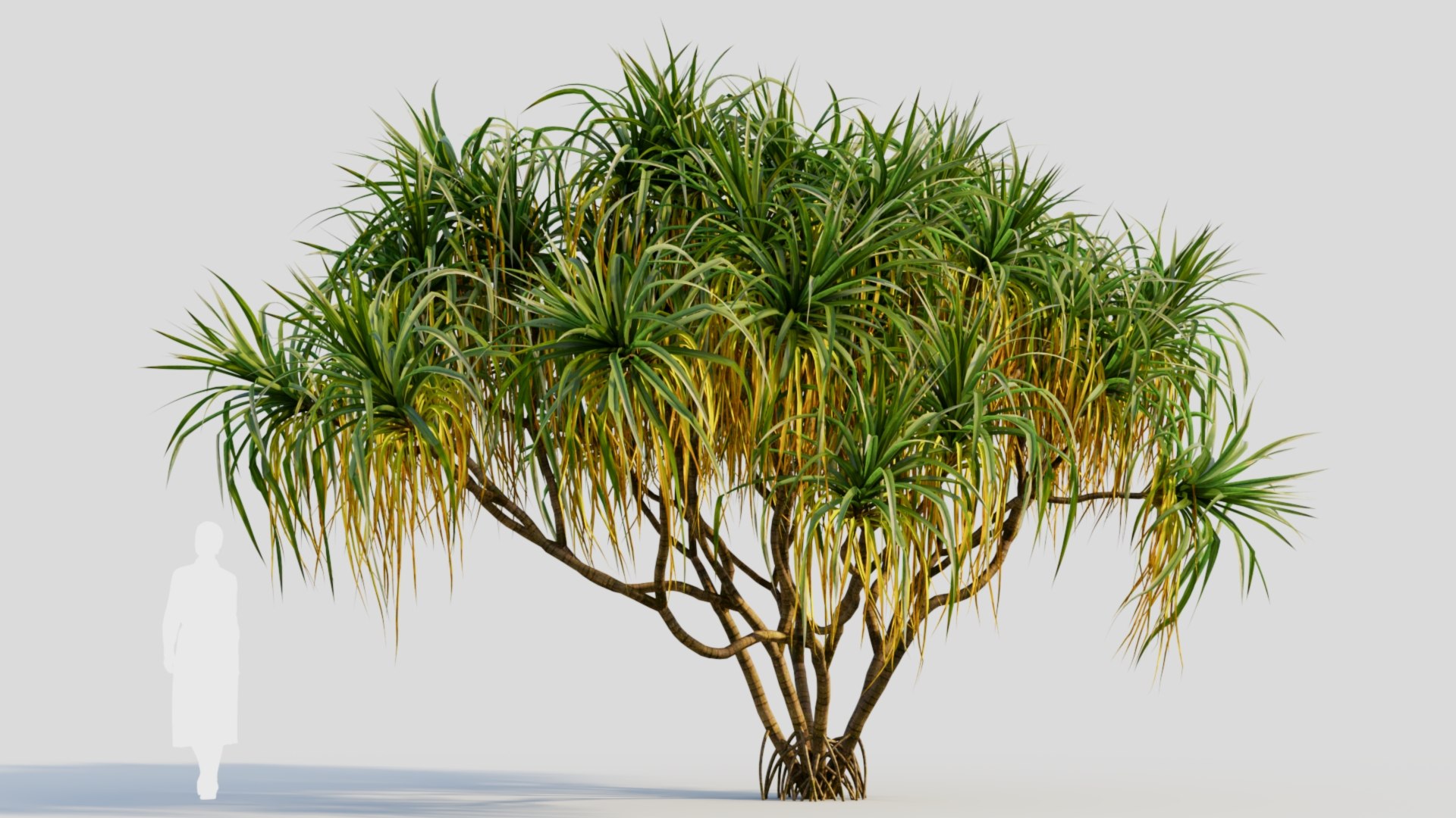Pandanus Tectorius C 3D - TurboSquid 2219263