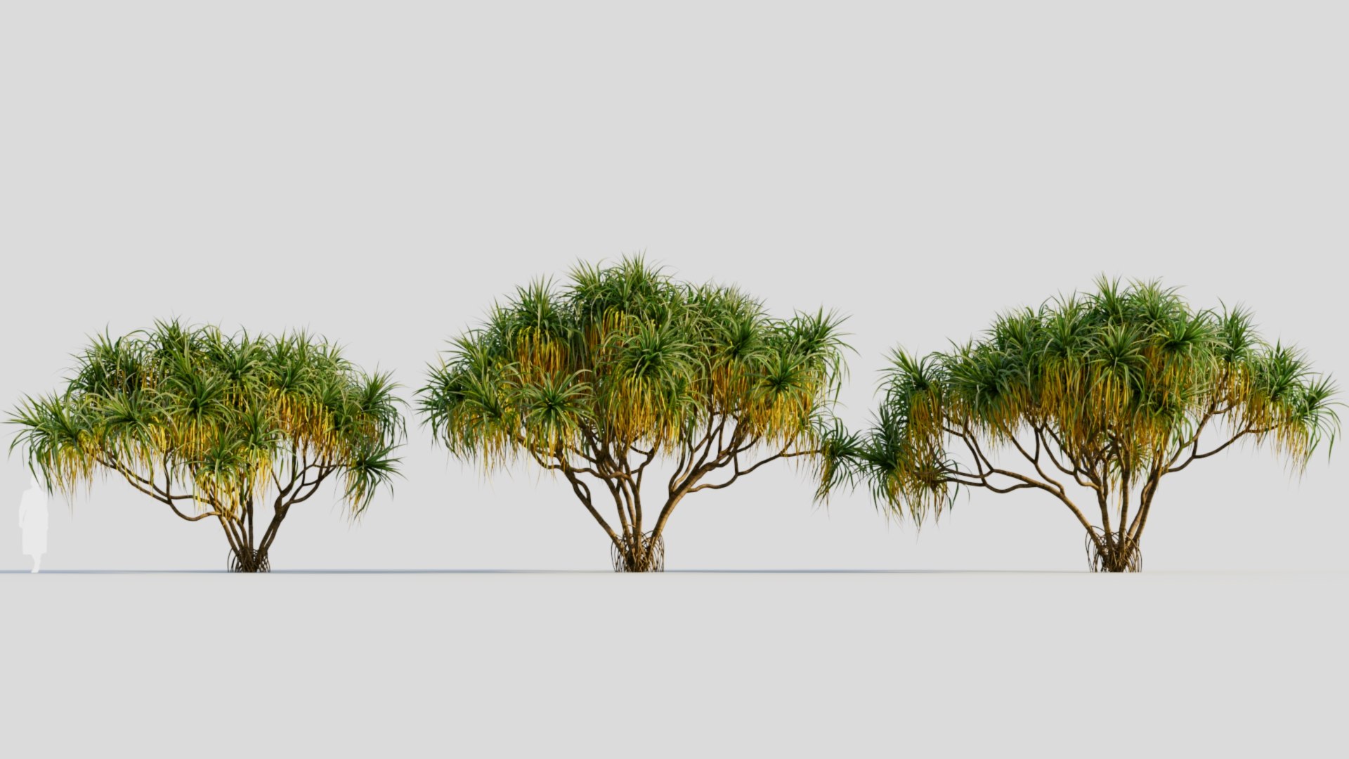 Pandanus Tectorius C 3D - TurboSquid 2219263