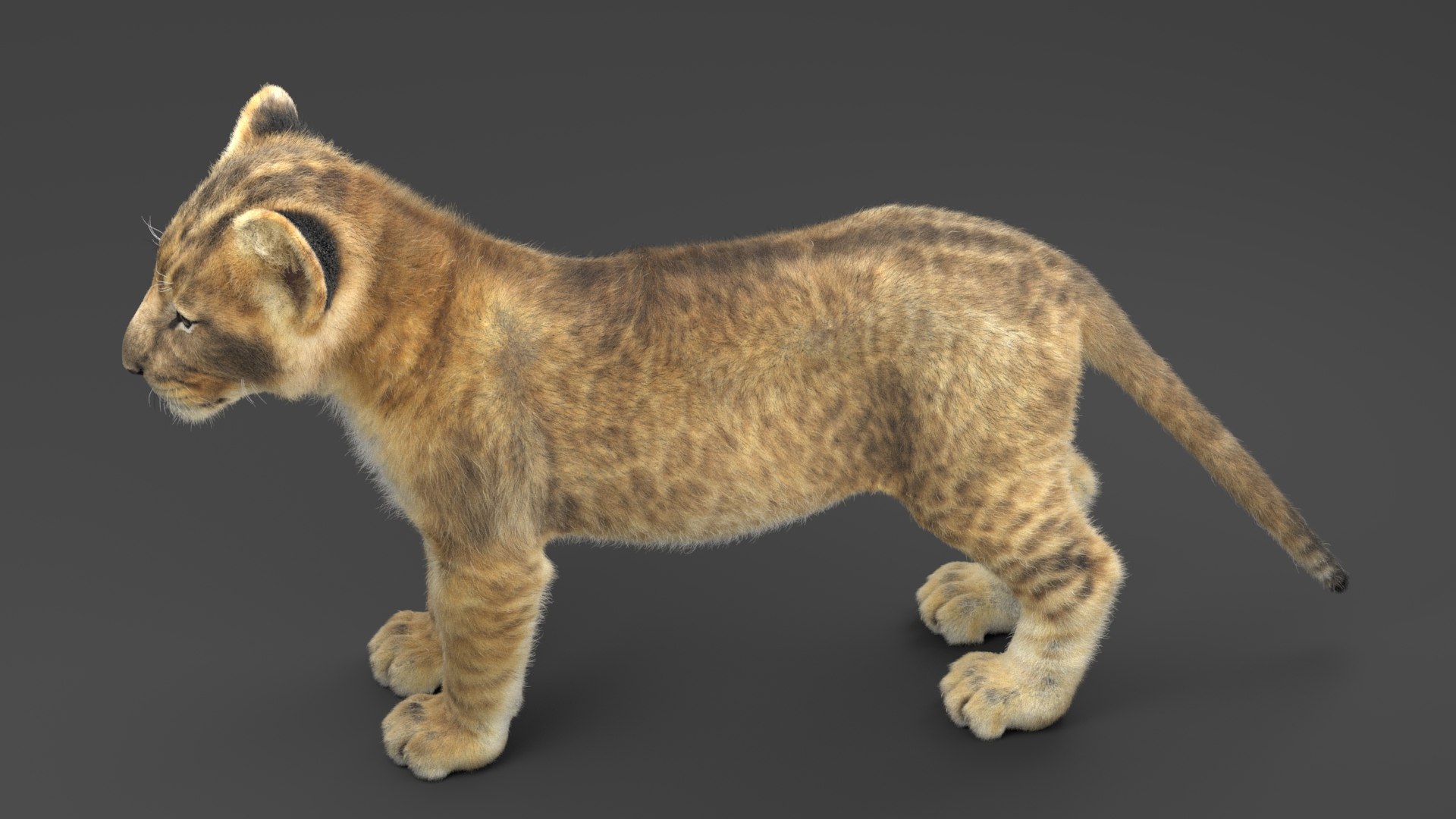 3D Model Lion Cub - TurboSquid 1427426