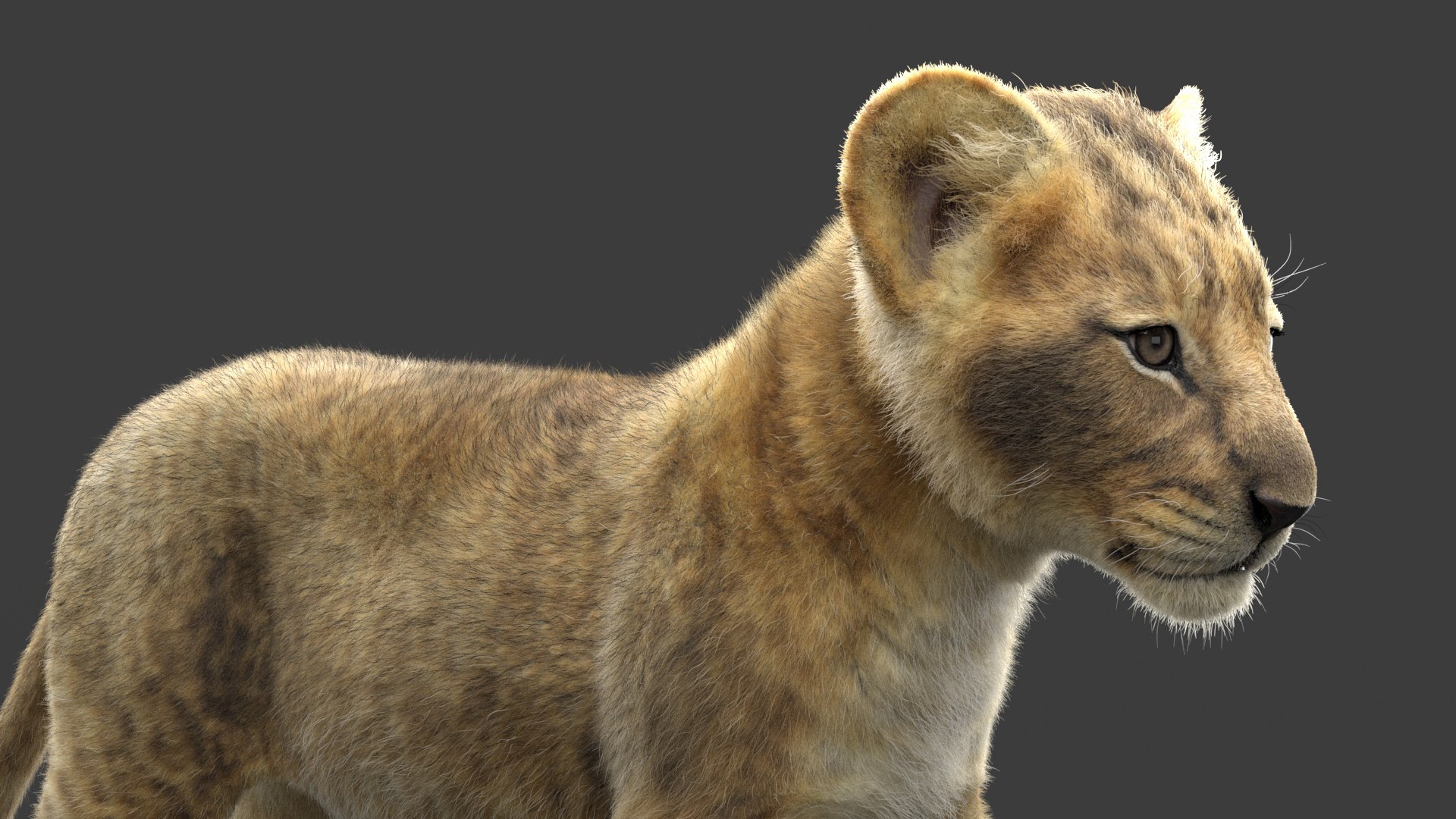 3D Model Lion Cub - TurboSquid 1427426
