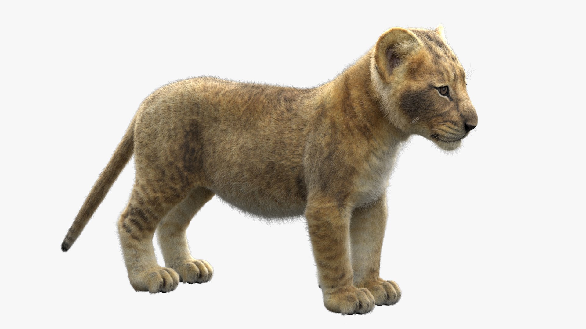3D Model Lion Cub - TurboSquid 1427426